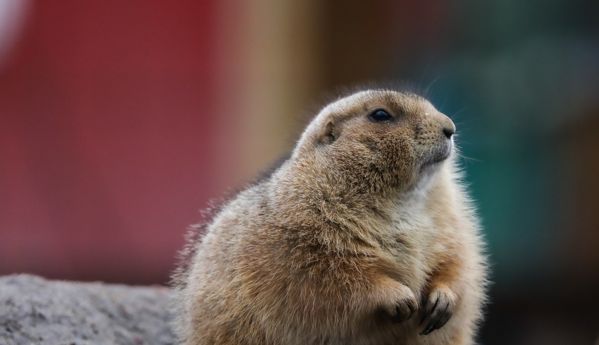 Tier – karina dreyer